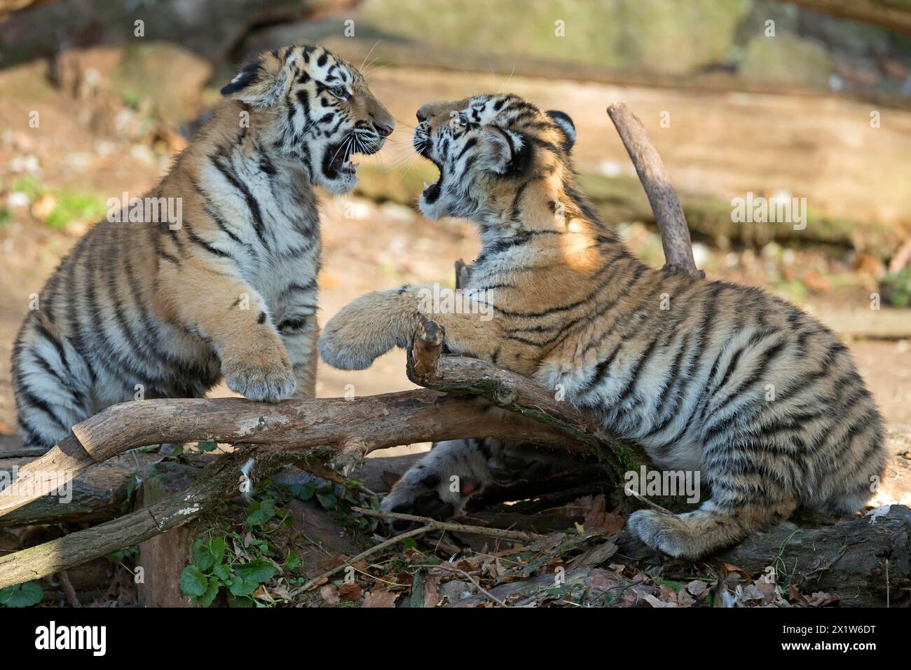 Two young tigers showing their paws while playing on a tree trunk ...
