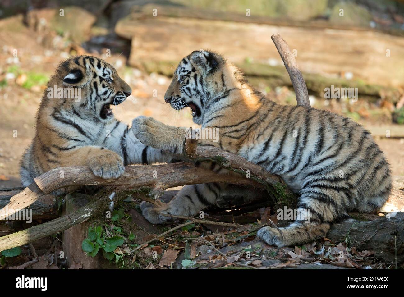 Tiger cubs playing together on a lying tree trunk in the forest ...