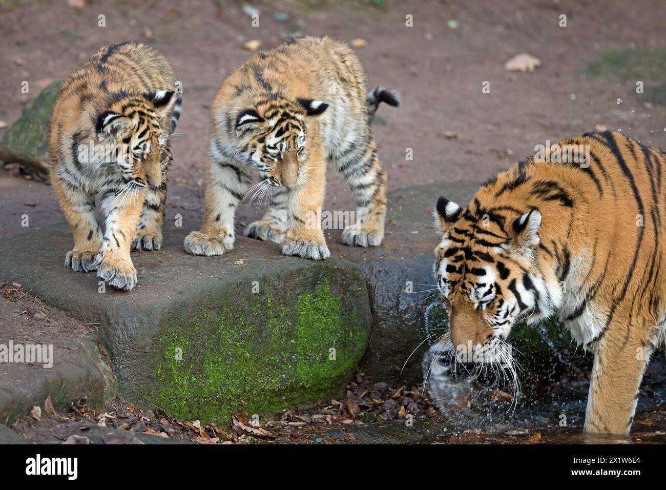 Three tigers, including an adult, standing at a waterhole, Siberian ...