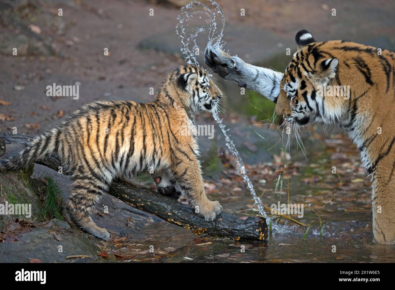 A tiger young playing with an adult tiger and splashing water, Siberian ...