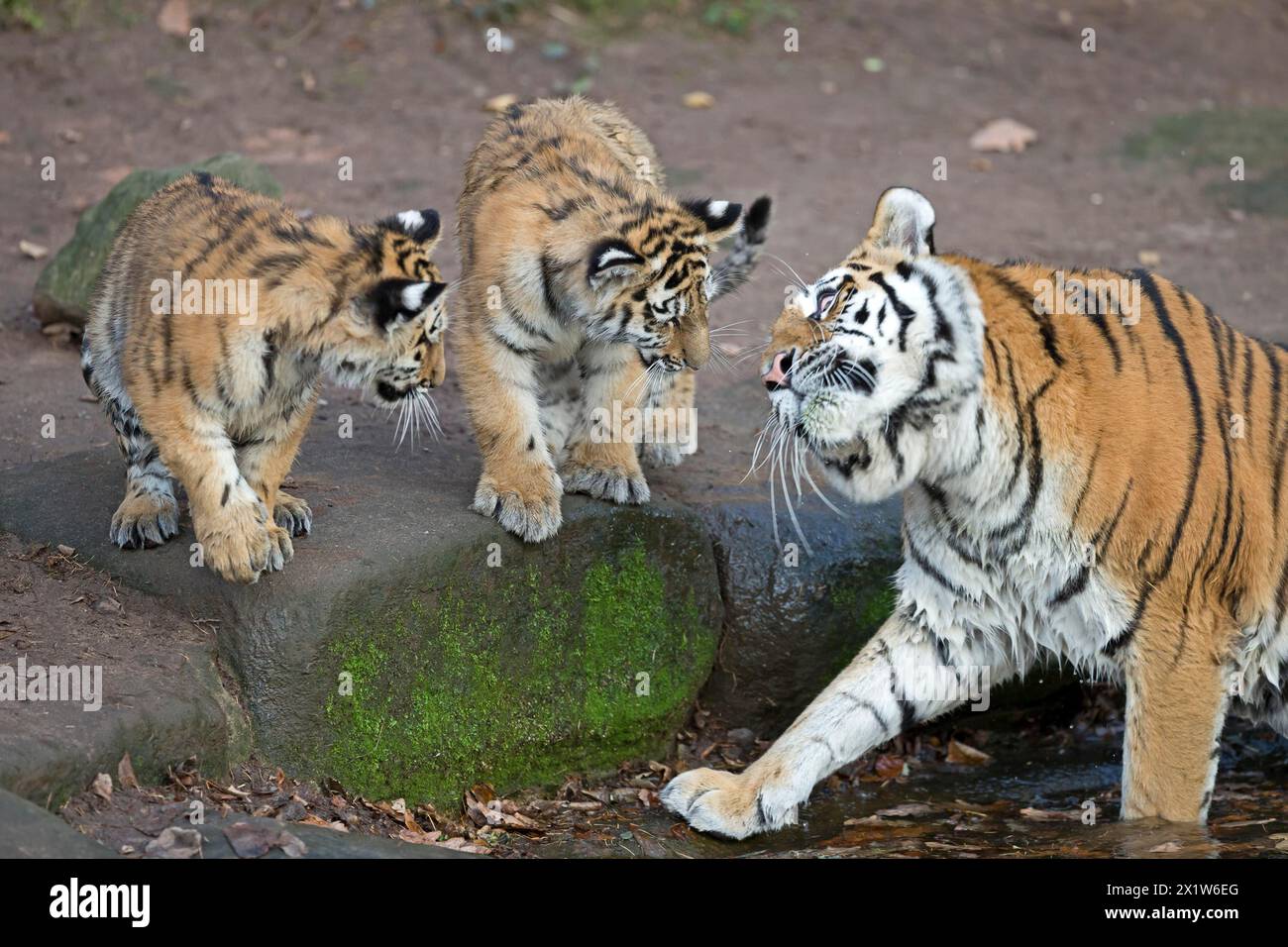 An adult tiger interacting with two cubs at a waterhole, Siberian tiger ...