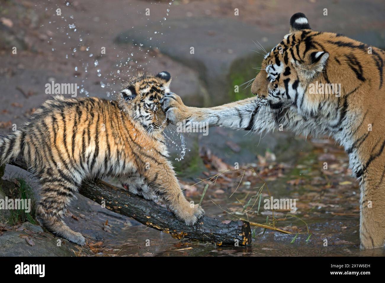 Cub splashing water while playing with another tiger, Siberian tiger ...