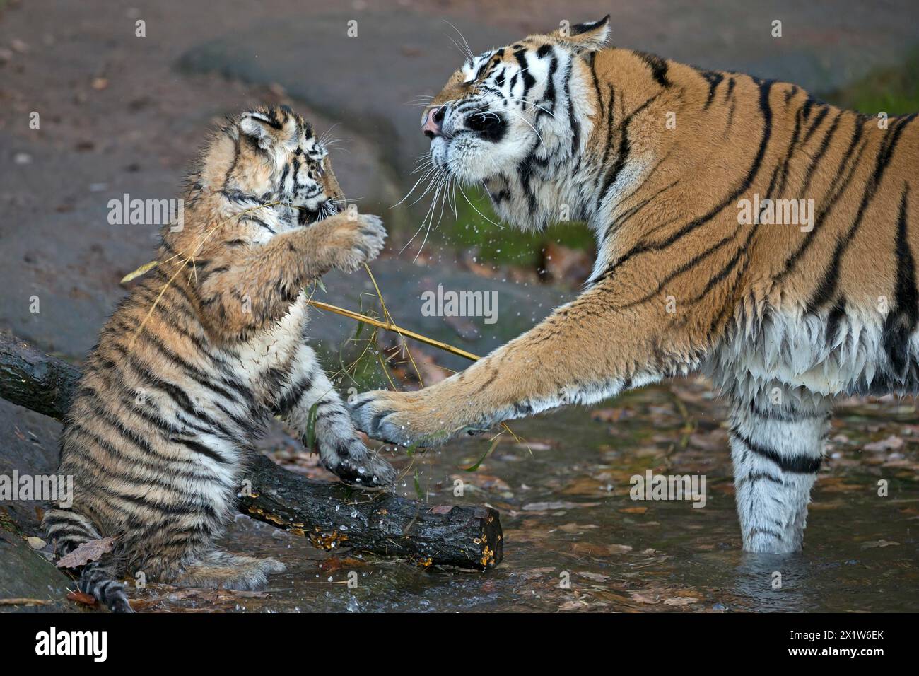 Two tigers playfully interacting with a stick in the water, Siberian ...