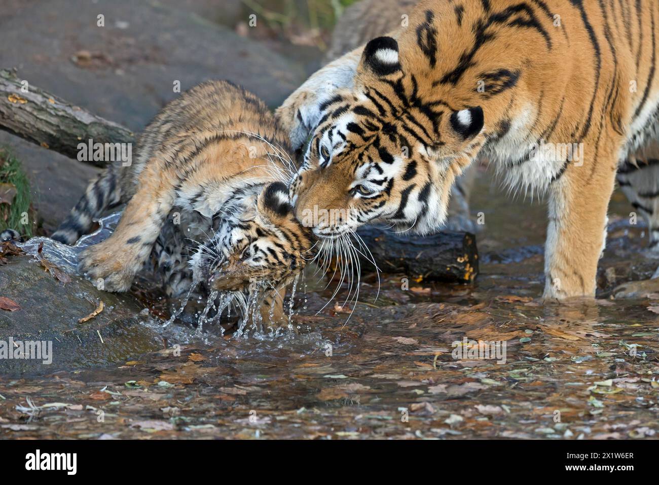Two tigers meet at the water with playful interaction, Siberian tiger ...