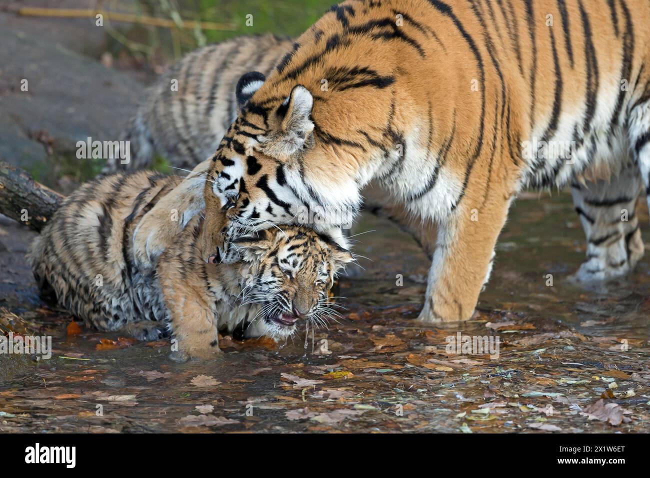 A young tiger enjoying the care of an adult tiger, Siberian tiger, Amur ...