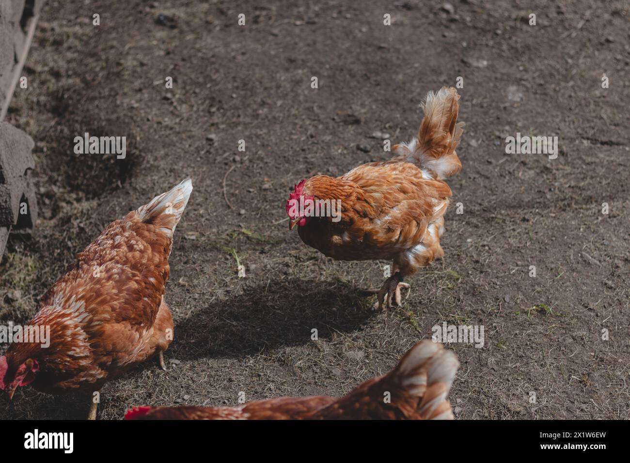 Domestic chicken with brown and white feathers running around the yard ...