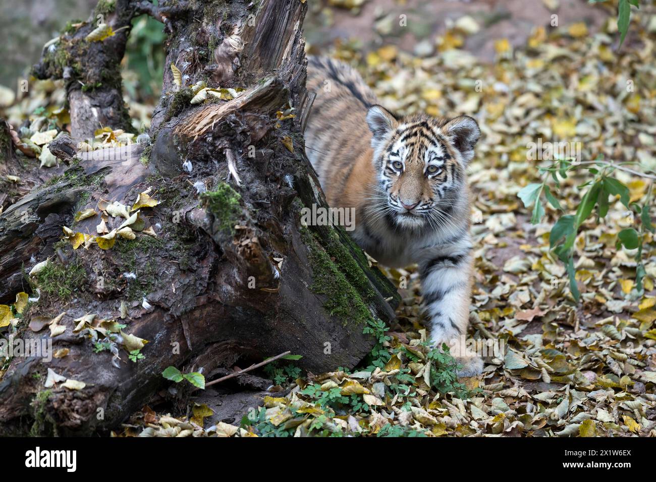 A tiger young curiously exploring its surroundings near a moss-covered ...