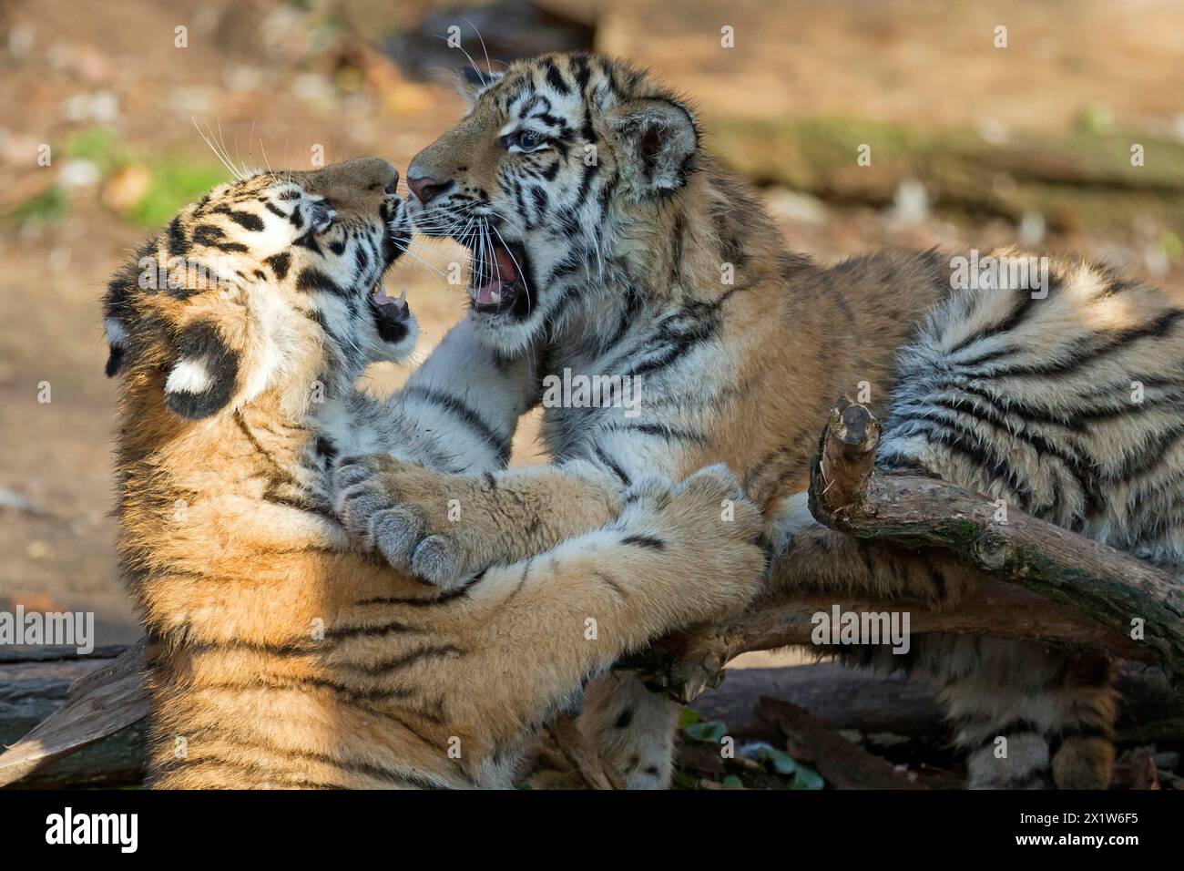 Two tiger cubs in a playful fight in the sunlight with open mouth ...