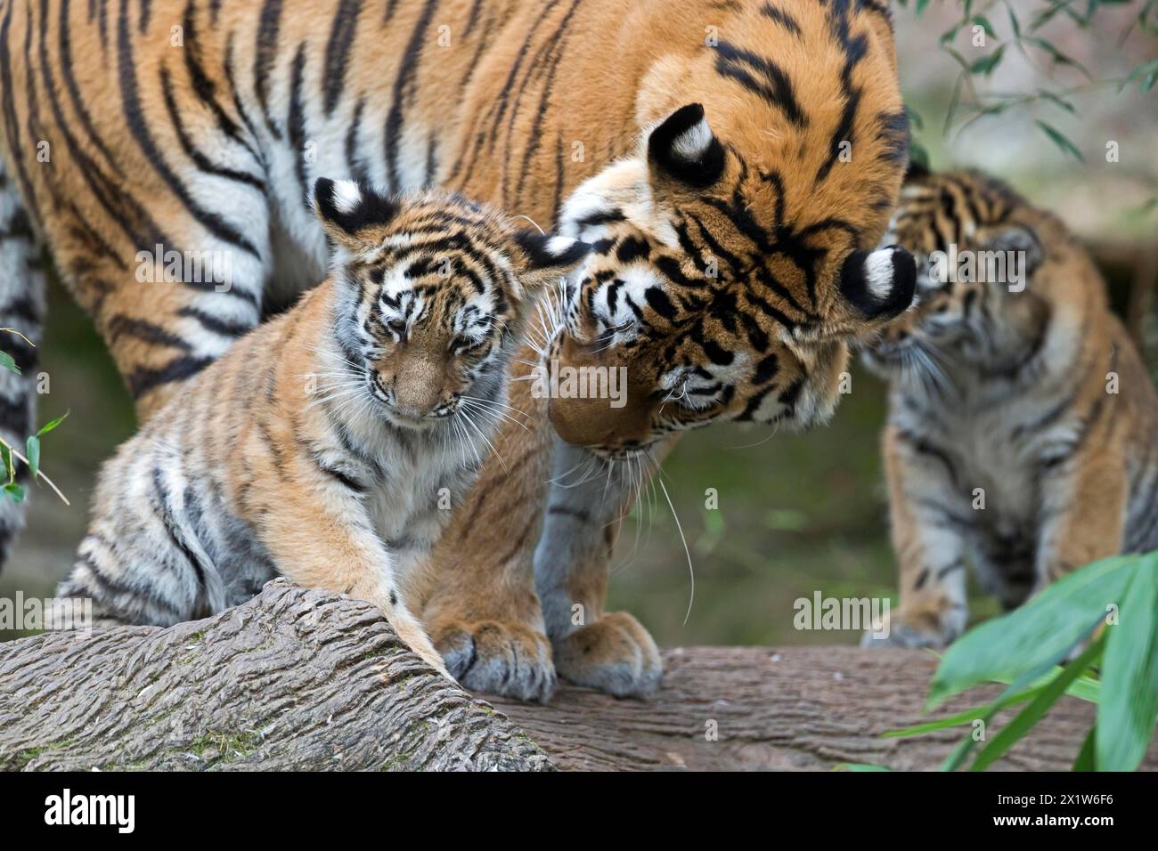 Two tiger cubs playing while an adult watches them, Siberian tiger ...