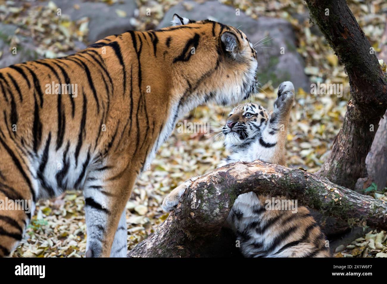 A tiger young raises its paw to an adult, surrounded by autumn leaves ...