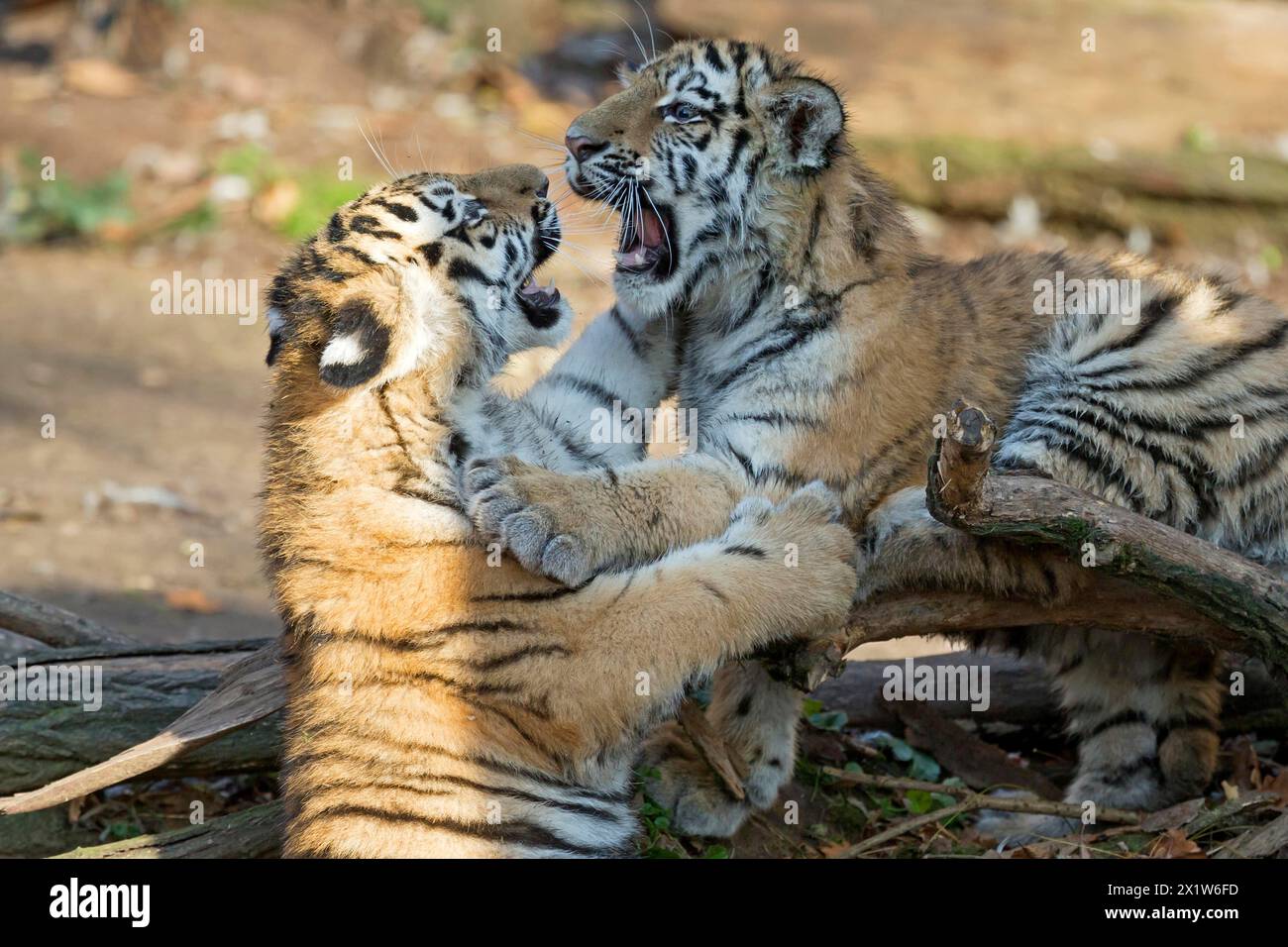 Tiger cubs wrestling hi-res stock photography and images - Alamy