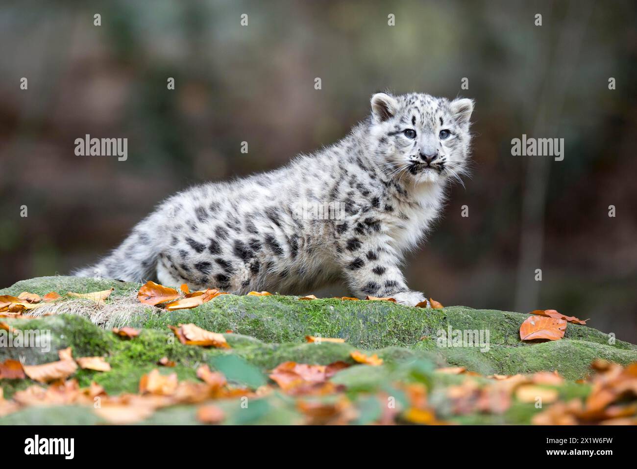 A snow leopard young sitting on a rock looking into the distance, snow ...