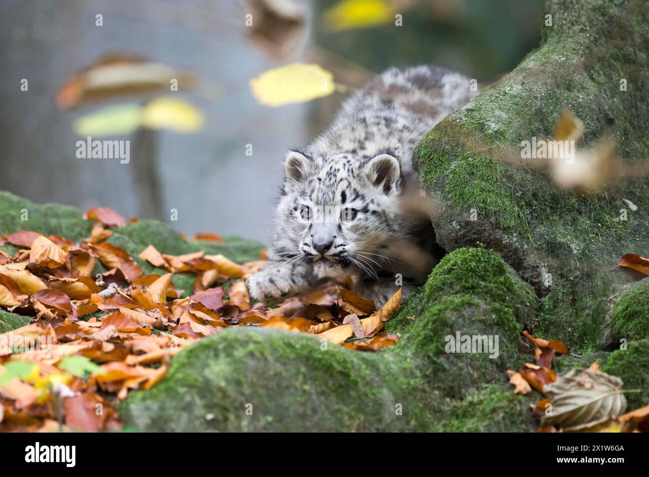A young snow leopard lies on moss-covered rocks surrounded by autumn ...