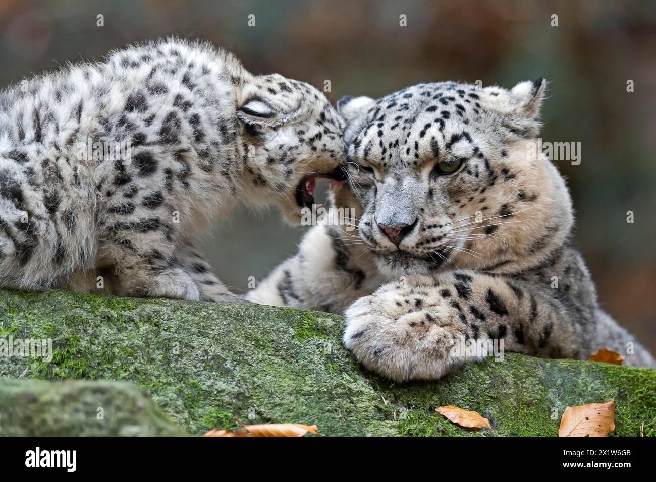A snow leopard young cuddles up to an adult snow leopard, snow leopard ...