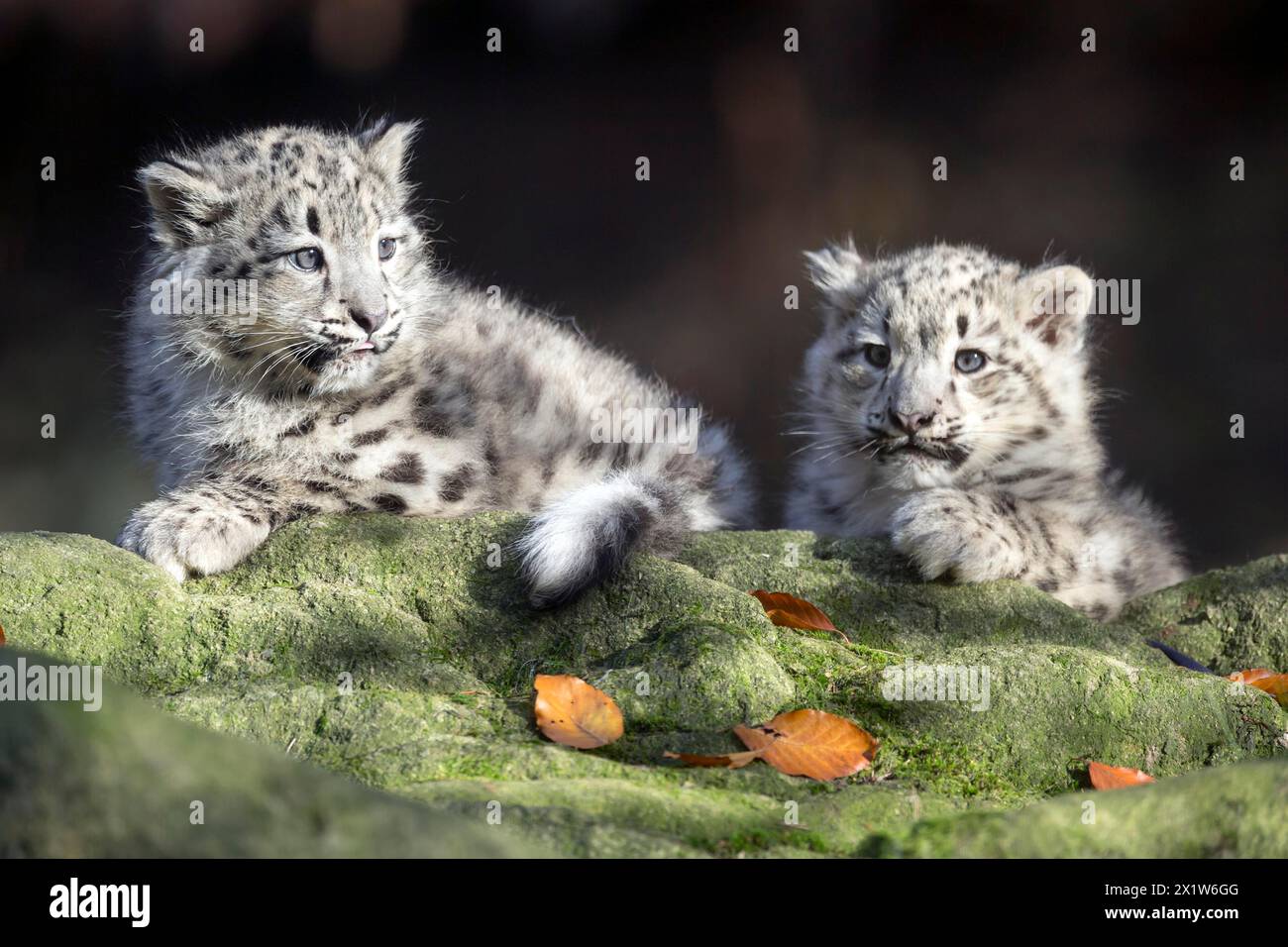 Two snow leopard cubs resting on a rock surrounded by foliage, Snow ...
