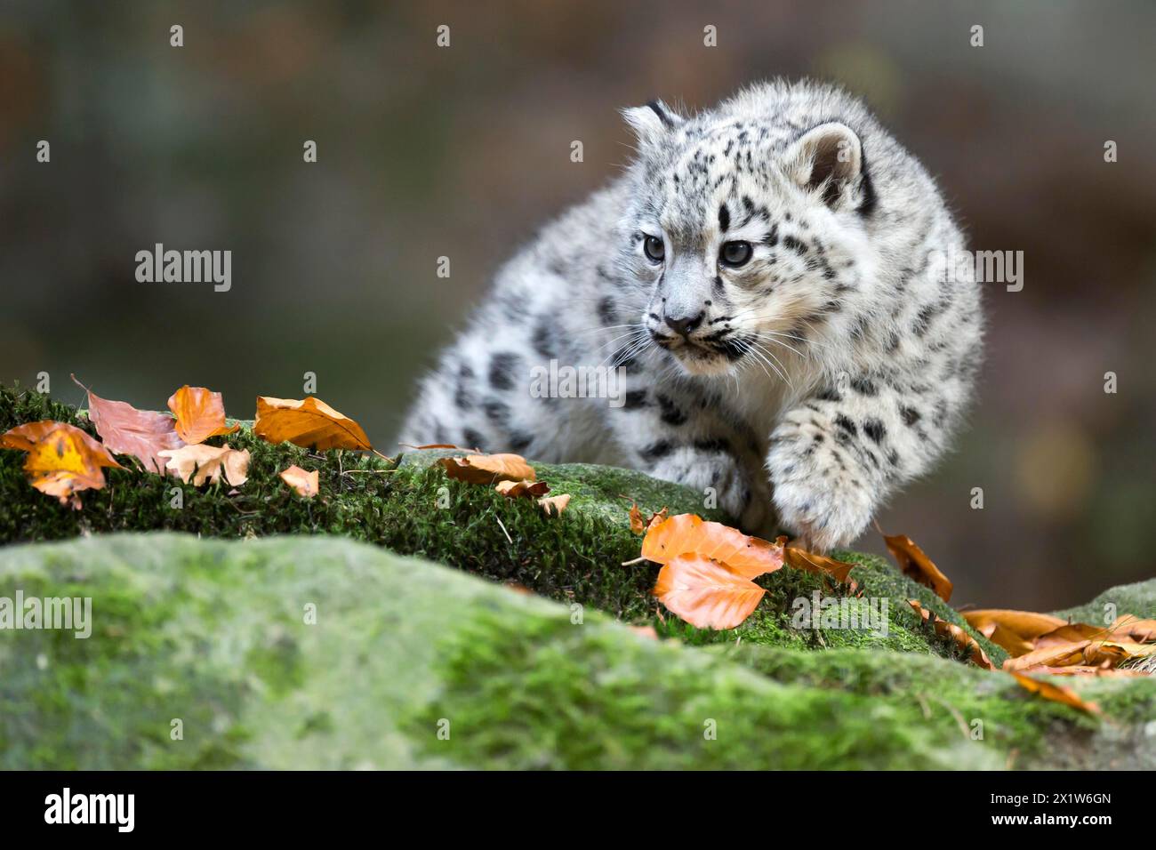 A snow leopard young chewing on a leaf while sitting on a moss-covered ...