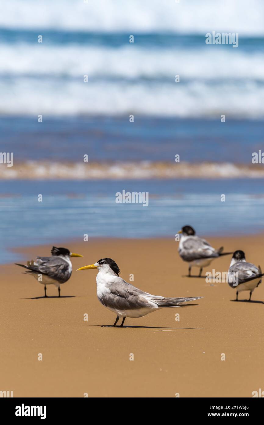 Crested Terns Standing on Sand Beach of Stockton Beach, New South Wales ...