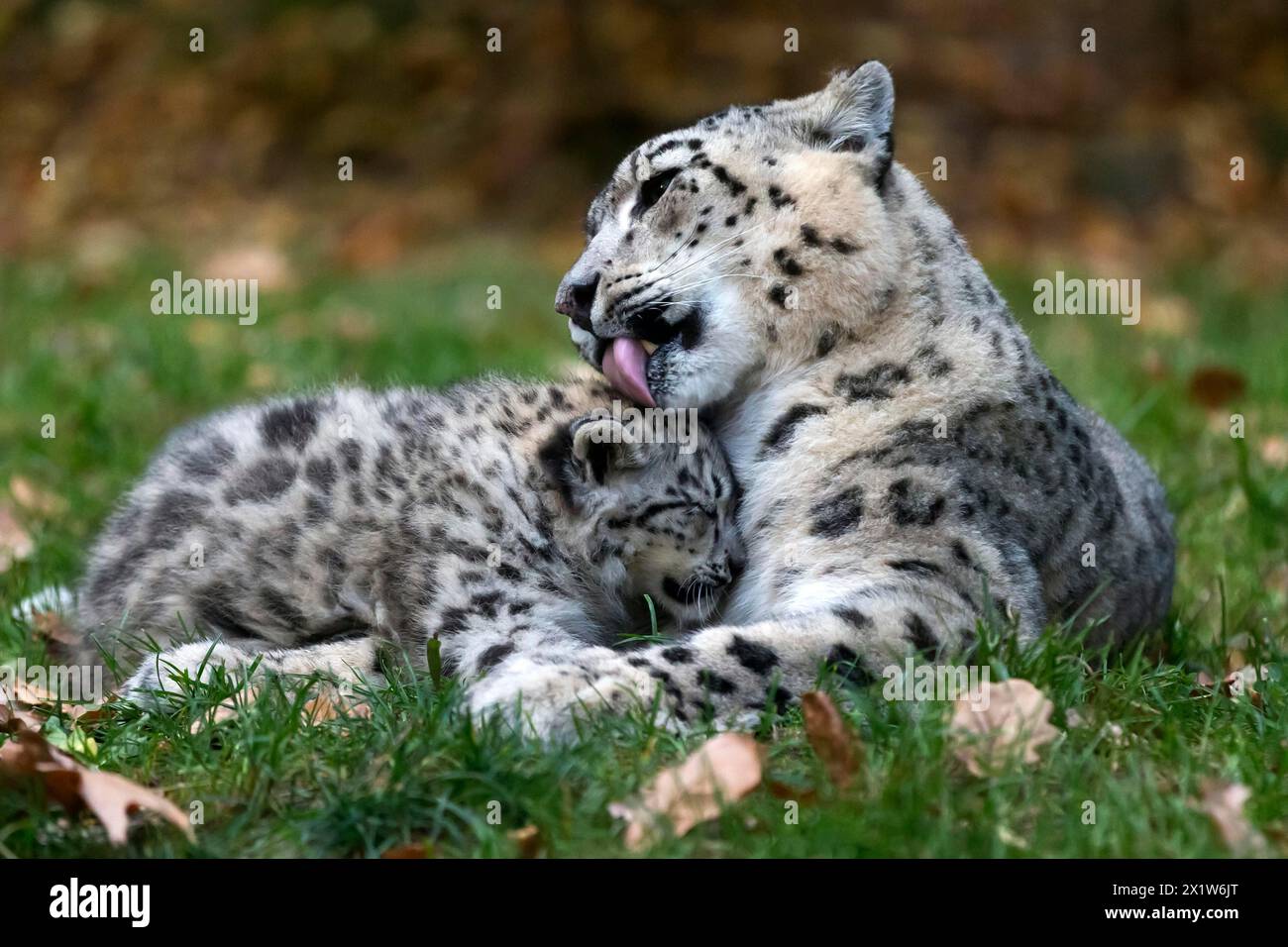 Lean adult hi-res stock photography and images - Alamy