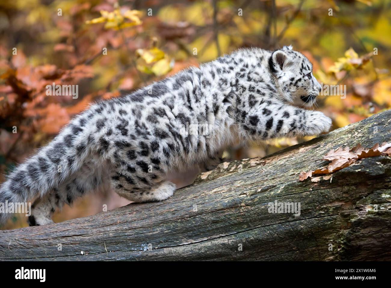 Tree stretch hi-res stock photography and images - Alamy