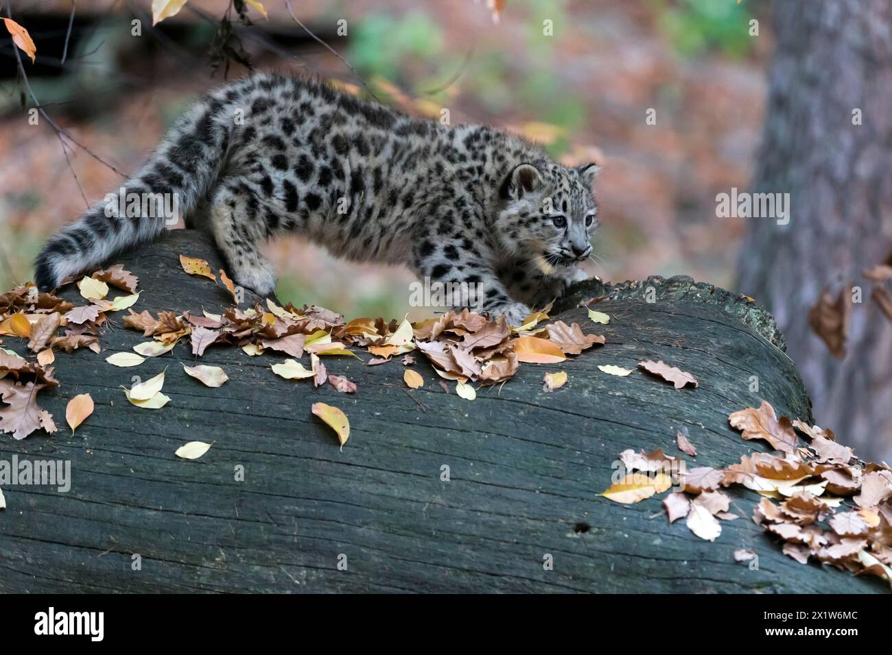 A young snow leopard balancing on a tree trunk surrounded by autumn ...