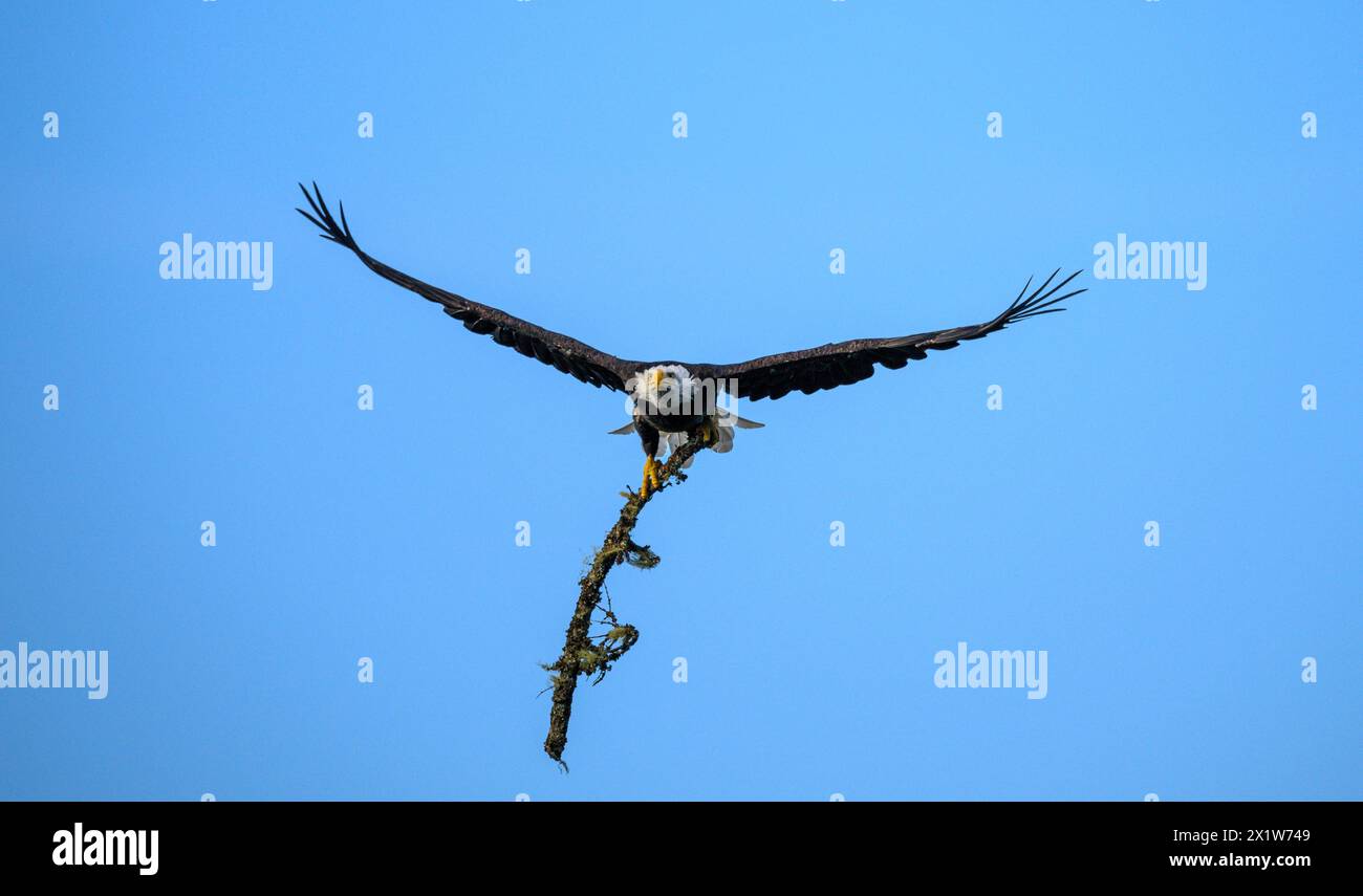 Cabeza calva hi-res stock photography and images - Alamy