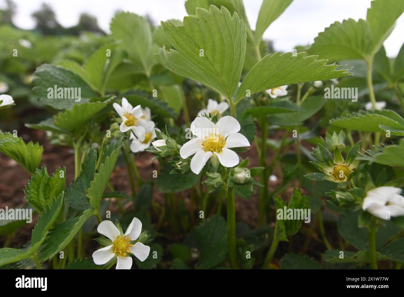 Strawberry growers cover three hectares of flowering early varieties ...