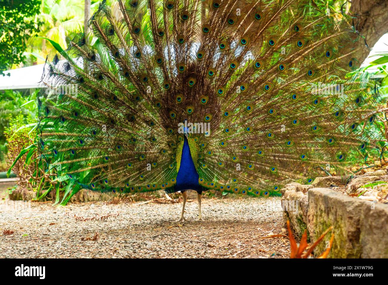 A peacock is walking on a path in a garden. The peacock is large and ...