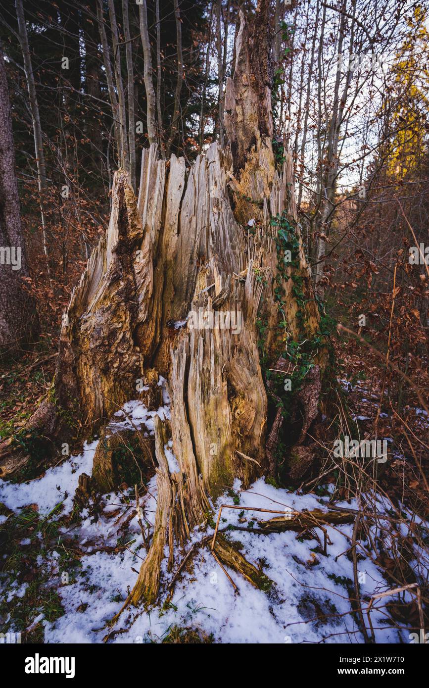 old dead tree, tree stump, forest, autumn Stock Photo - Alamy