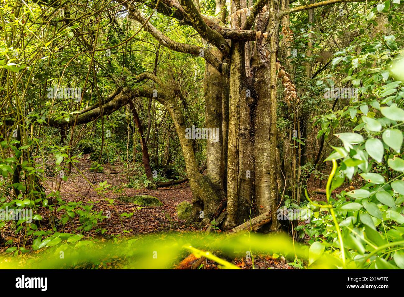 Beautiful tree in the Laurisilva forest of Los tilos de Moya in Doramas ...