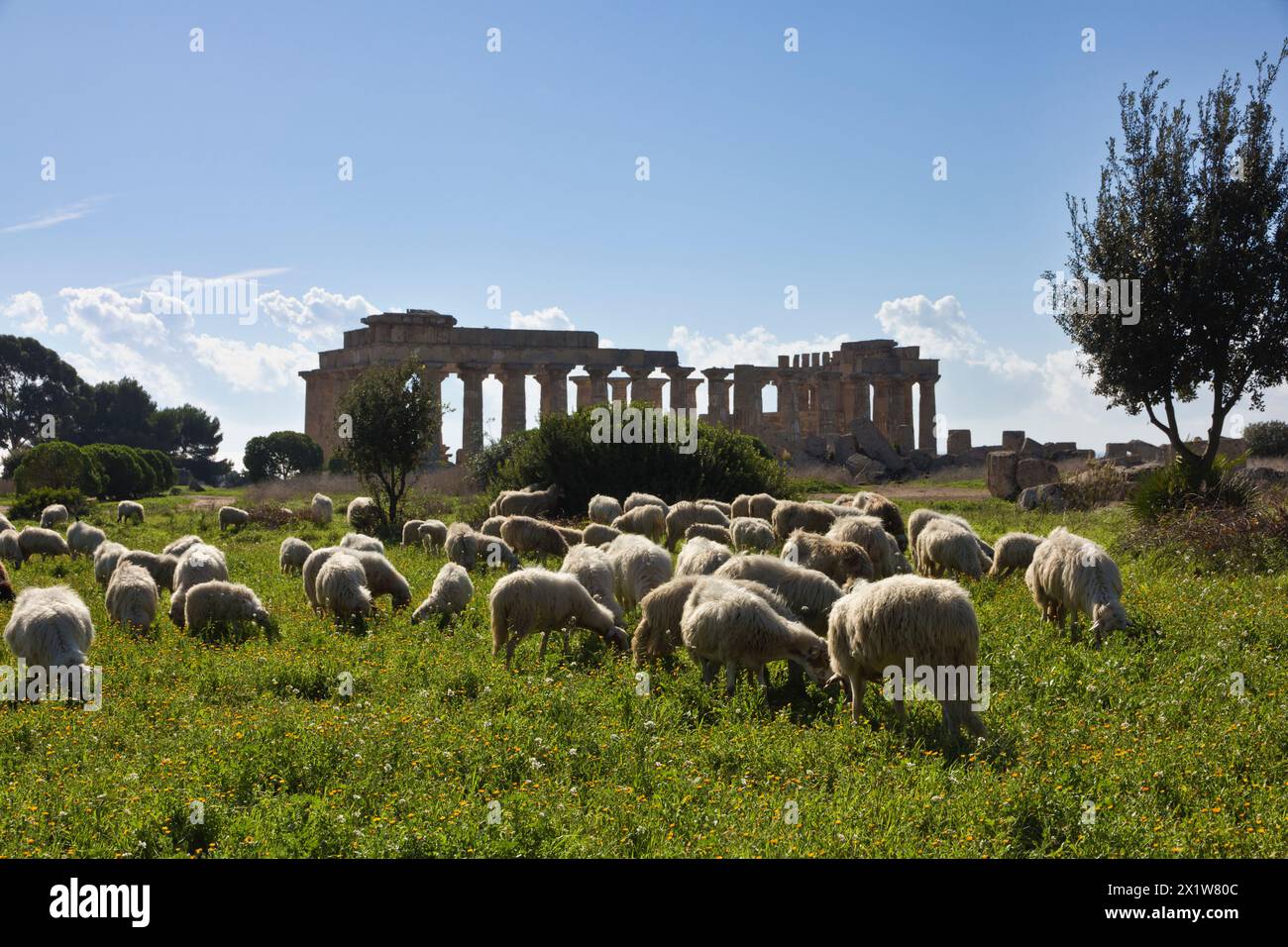 Italy, Sicily, Selinunte, a flock of sheep and the greek Hera Temple ...