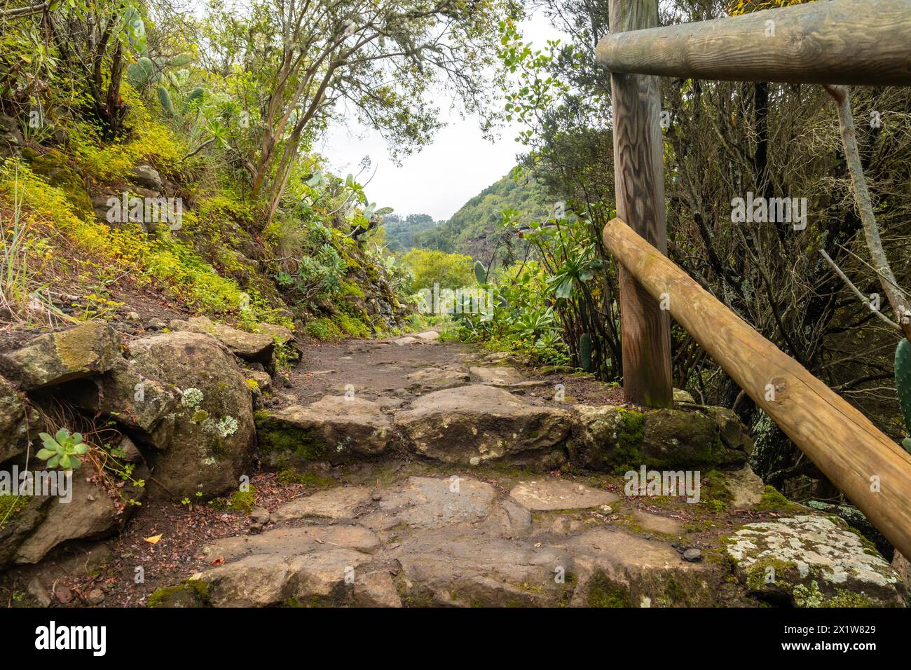 Beautiful walking path in the Laurisilva forest of Los tilos de Moya ...