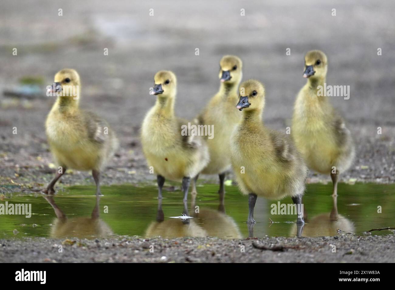 Munich, Germany. 18th Apr, 2024. Five goslings are standing in a puddle ...