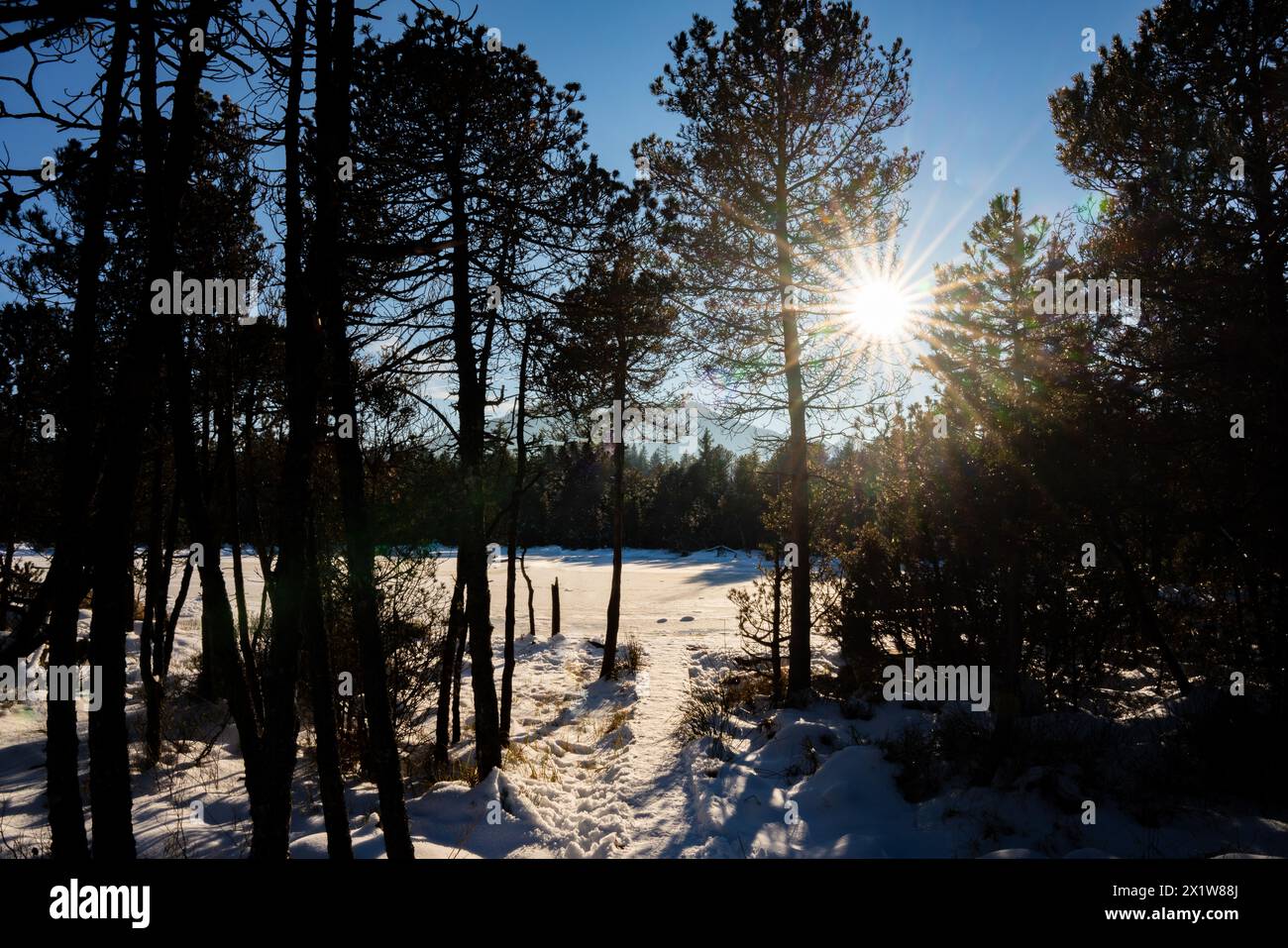 Winter, Landscape, Bavaria, snow, alps, forest, frozen Stock Photo - Alamy