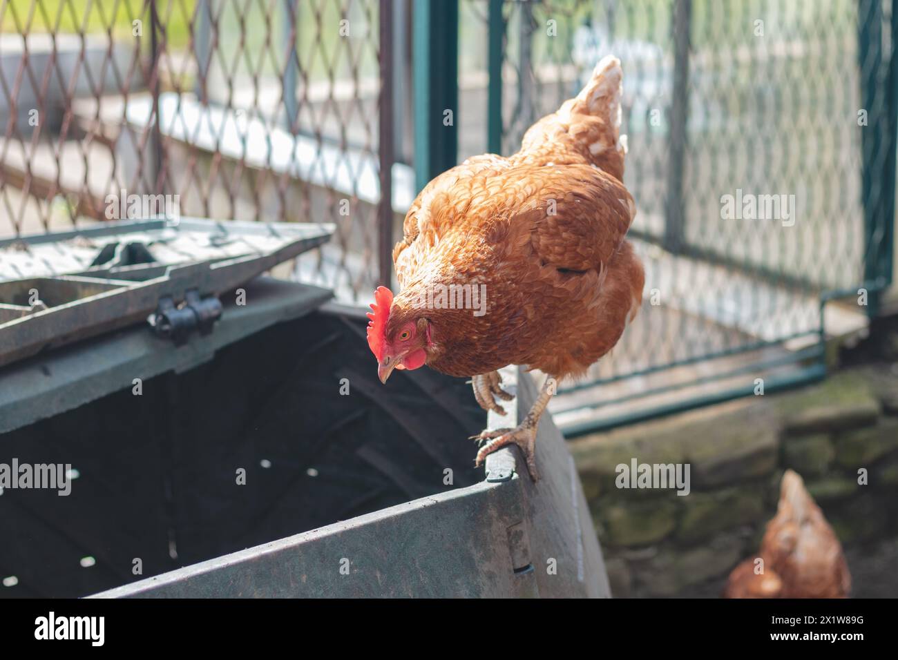 Domestic chicken with brown and white feathers running around the yard ...