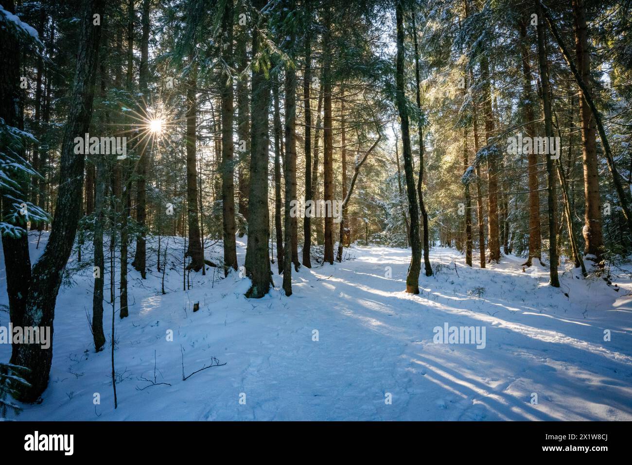 Winter, Landscape, Bavaria, snow, alps, forest, frozen Stock Photo - Alamy
