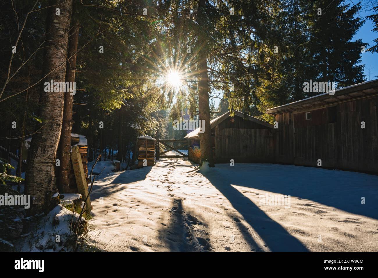 Winter, Landscape, Bavaria, snow, alps, forest, frozen Stock Photo - Alamy