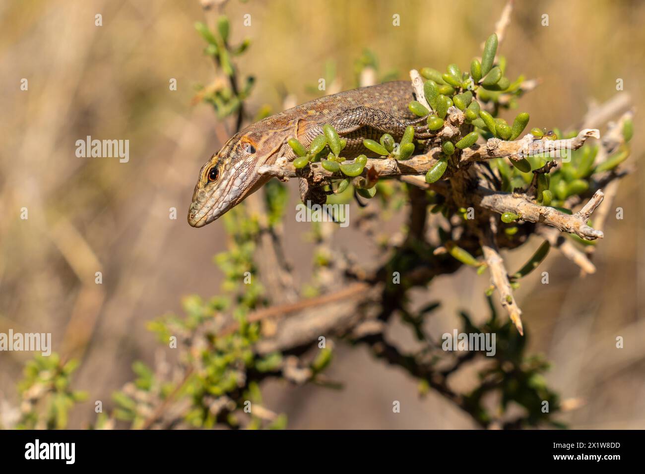 A lizard is sitting on a branch of a bush. The lizard is brown and tan ...