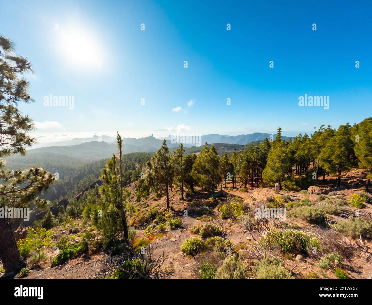 Landscapes full of pine trees at a viewpoint of Roque Nublo in Gran ...