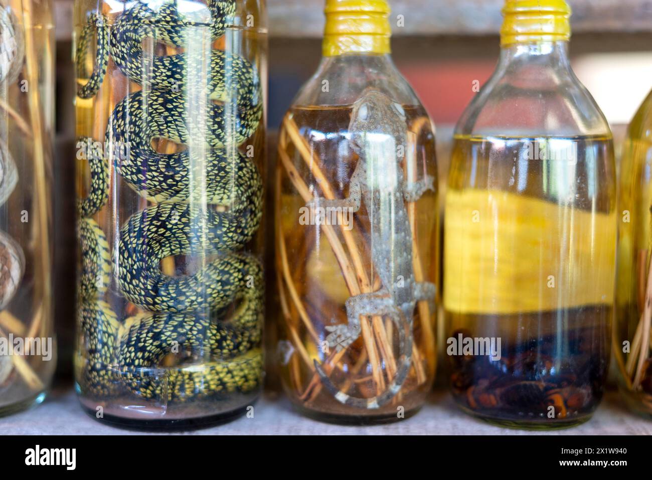 Choum, rice liquor, rice wine with pickled scorpions and snakes for ...