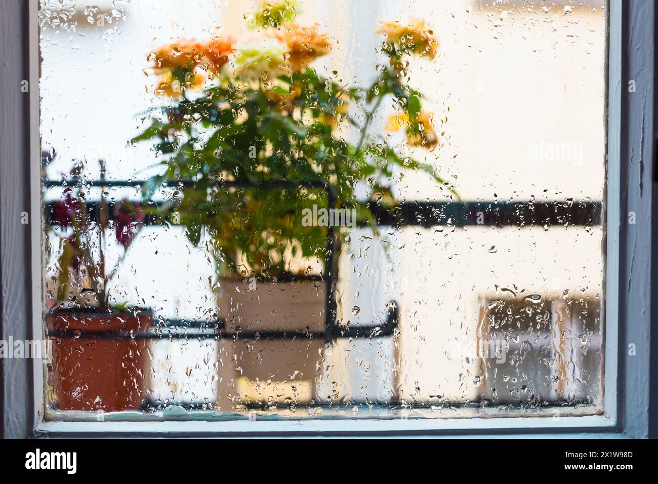 Rose bush in a flower pot on balkon during the rain Stock Photo - Alamy