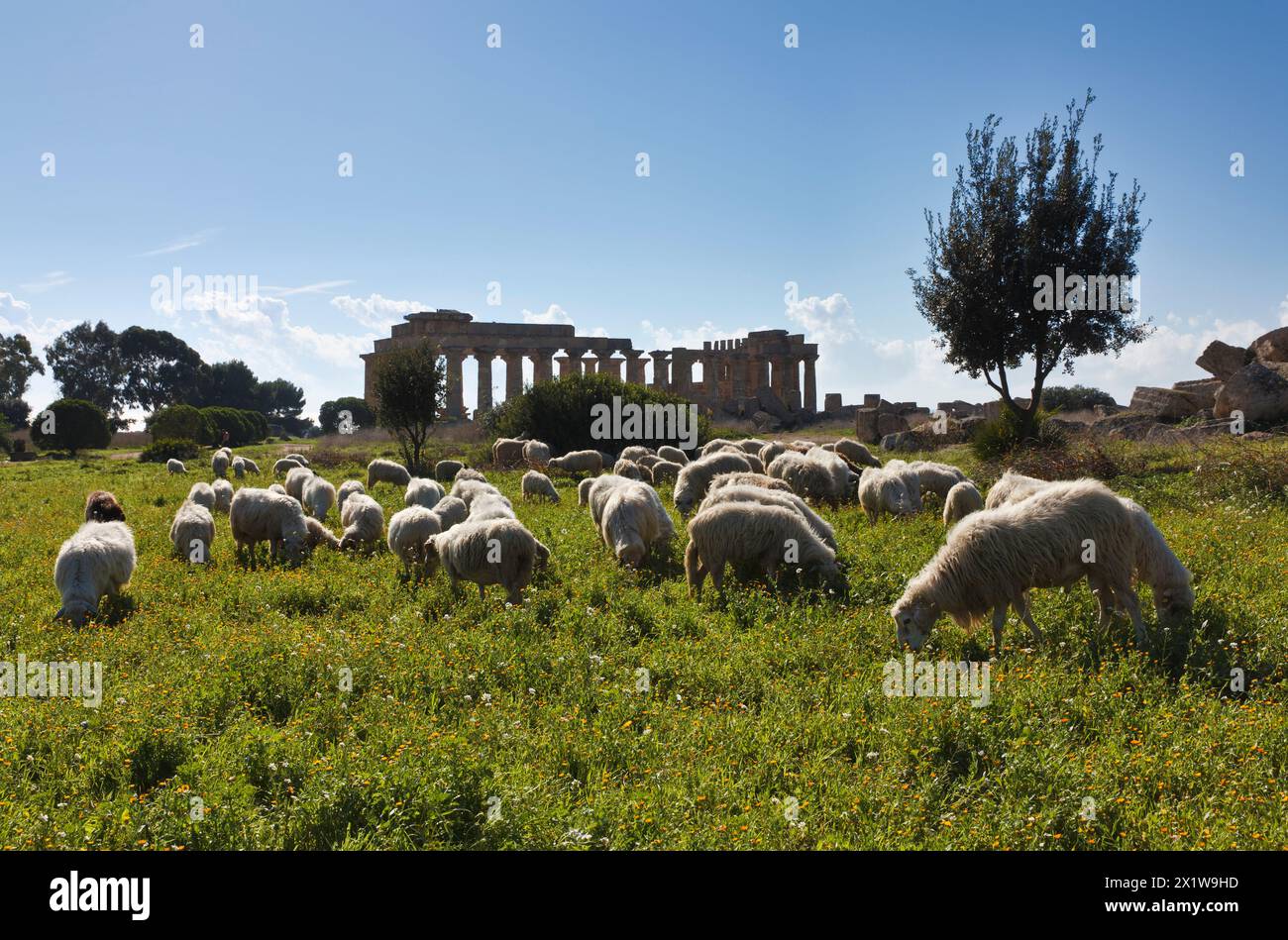 Italy, Sicily, Selinunte, a flock of sheep and the greek Hera Temple ...