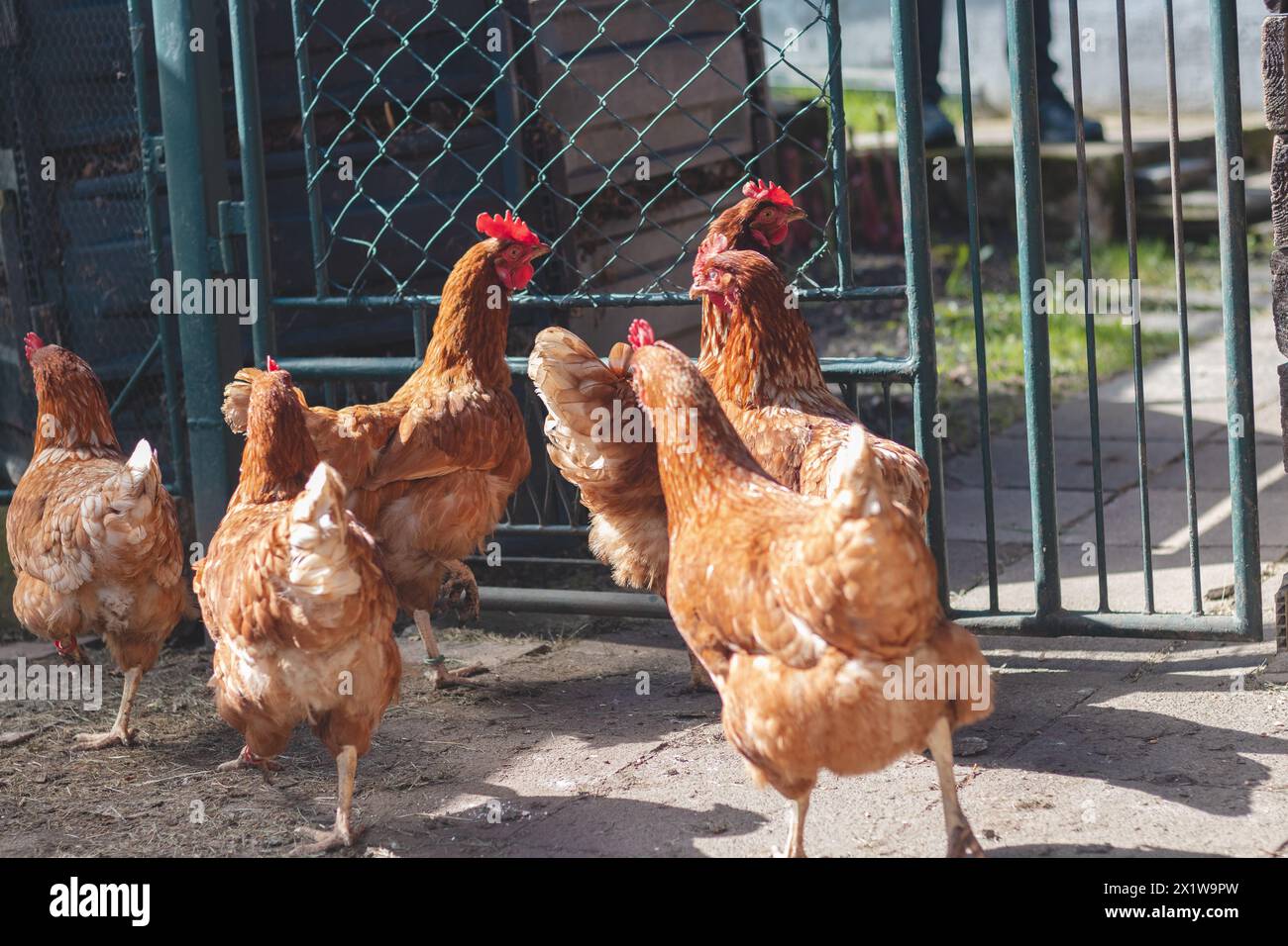 Domestic chicken with brown and white feathers running around the yard ...