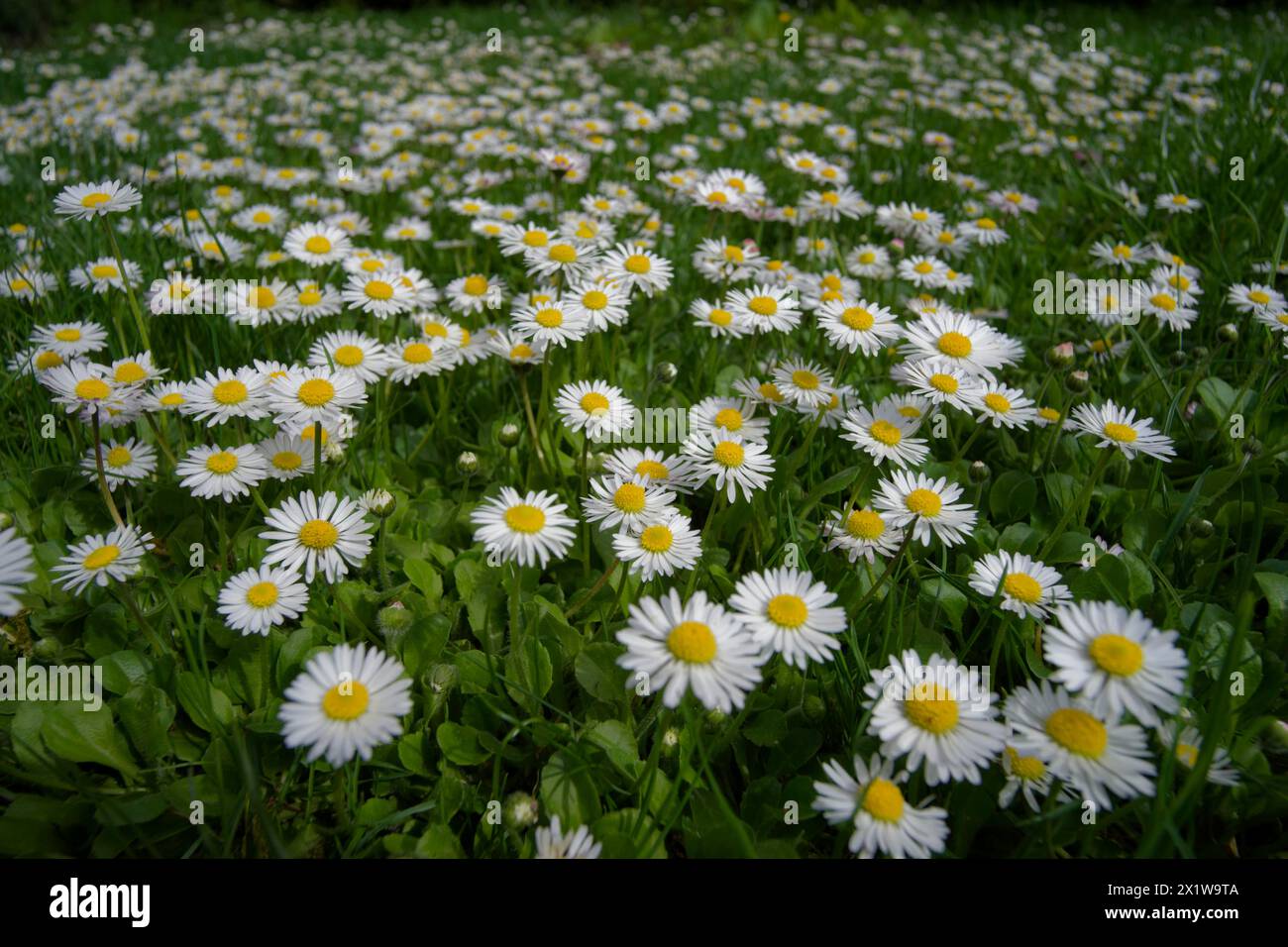 Daisies in a garden, April, spring, Schwaebisch Hall, Hohenlohe ...