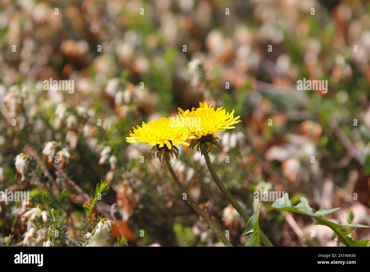 Two common dandelion (Taraxacum officinale), between winter heath ...