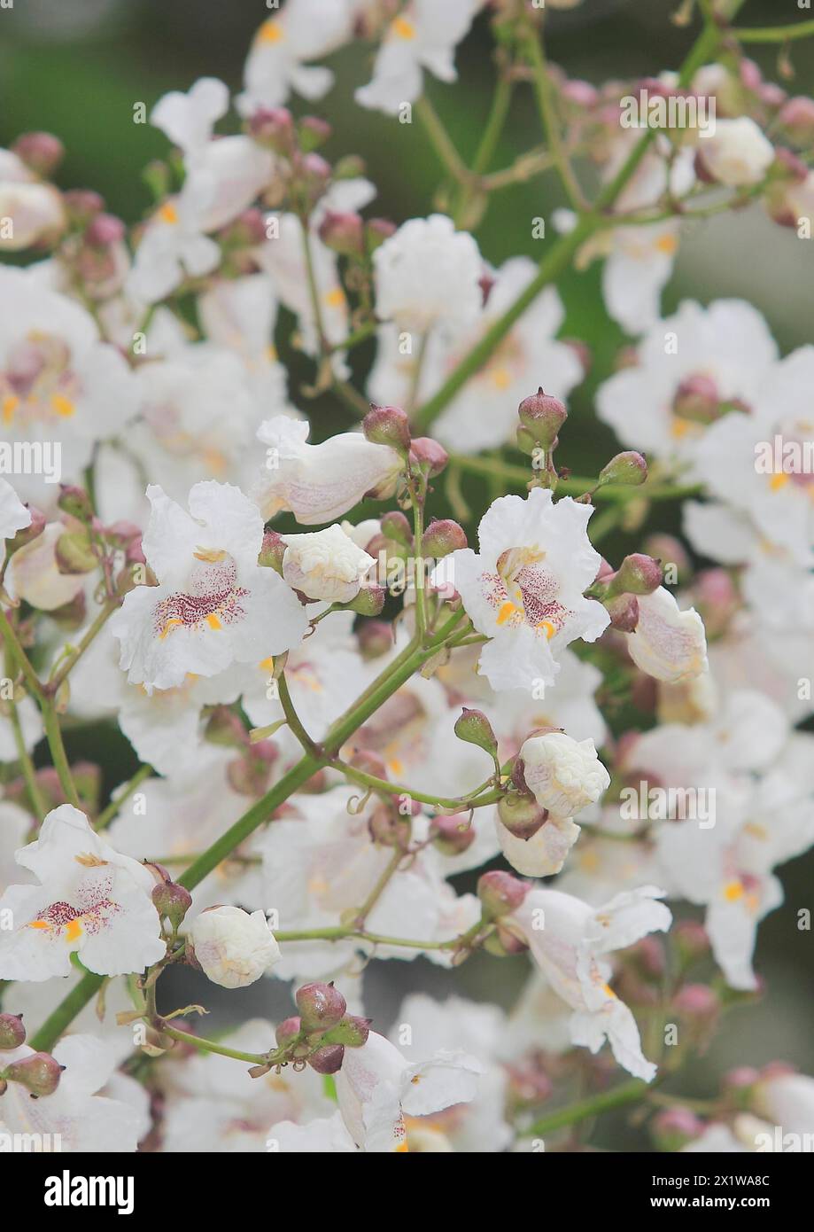 Southern catalpa (Catalpa bignonioides), cigar tree and Indian bean ...