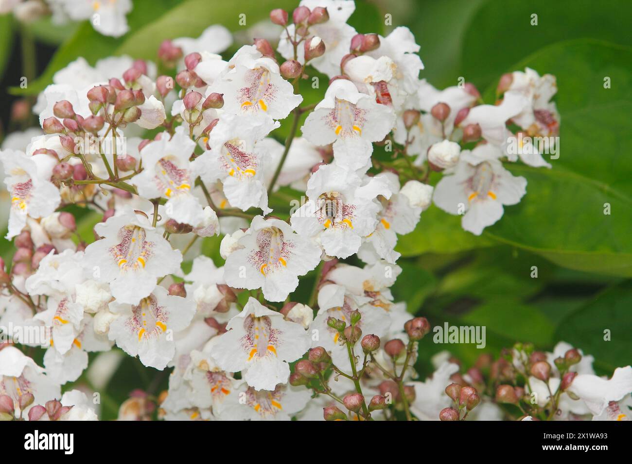 European honey bee (Apis mellifera) on southern catalpa (Catalpa ...