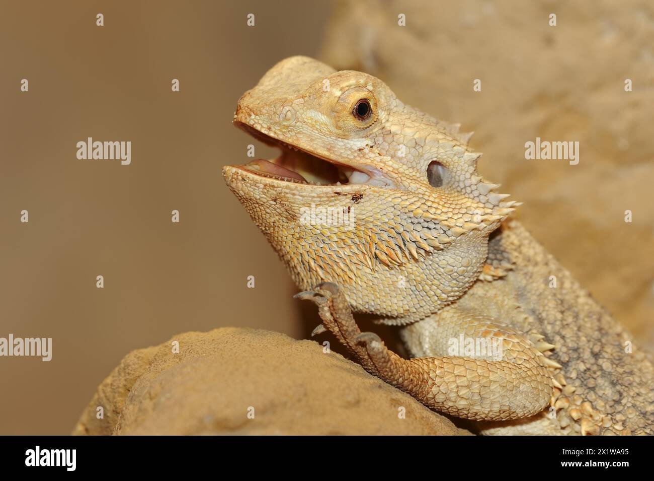 Bearded dragon or striped-headed bearded dragon (Pogona vitticeps ...