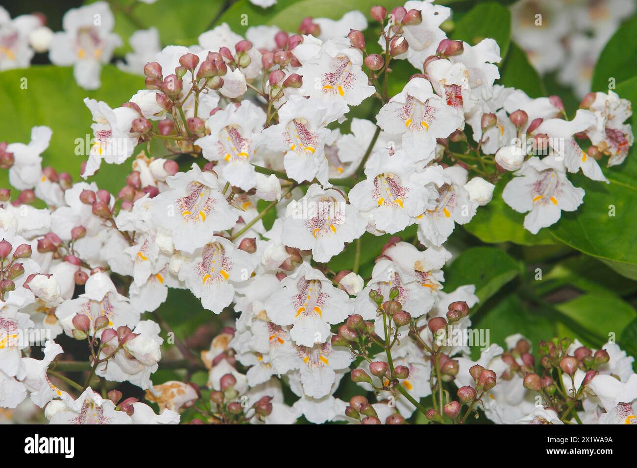 Southern catalpa (Catalpa bignonioides), cigar tree and Indian bean ...