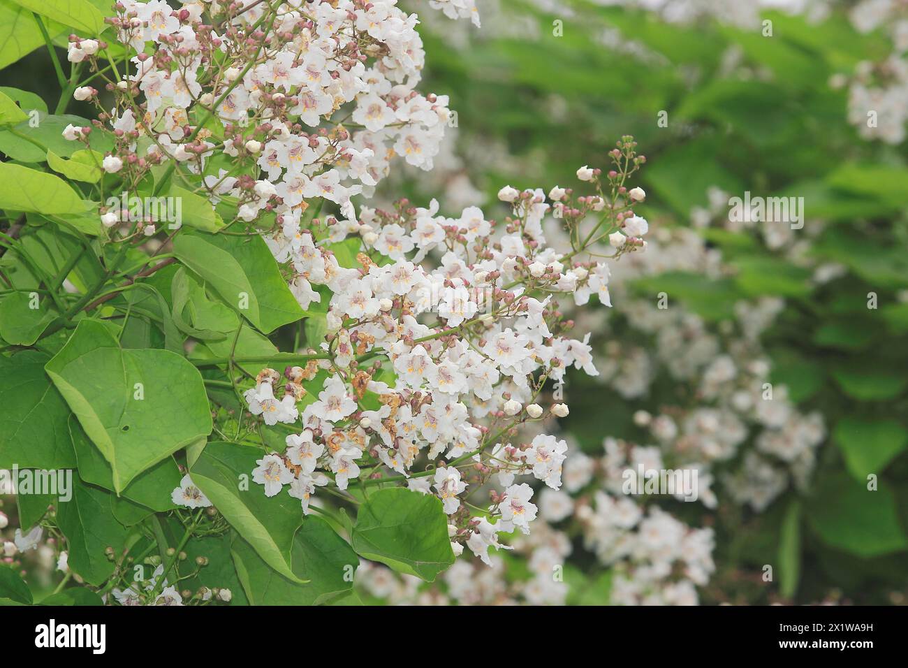 Southern catalpa (Catalpa bignonioides), cigar tree and Indian bean ...