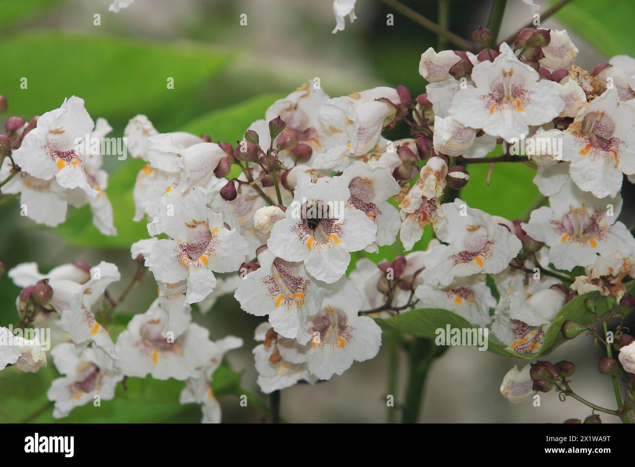 European honey bee (Apis mellifera) on southern catalpa (Catalpa ...